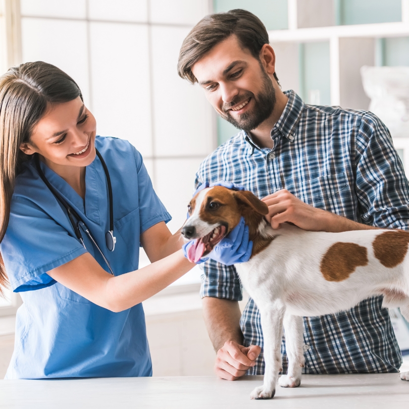 We are getting a puppy ! - Veterinary Space